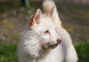 Silver Fox Dog Rescue / Rescue Review