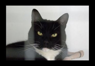 Wellcat Rescue And Rehoming / Rescue Review